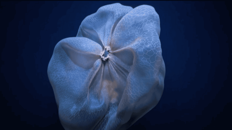 This Jellyfish Shape Shifts in the Ocean Depths