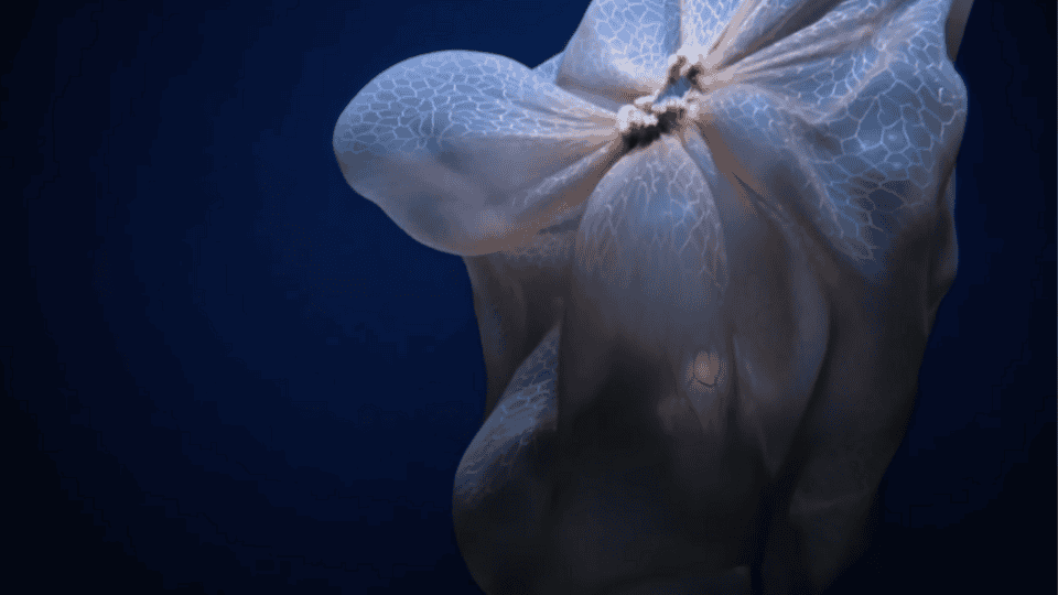 This Jellyfish Shape Shifts in the Ocean Depths