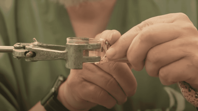 How Snake Venom Extraction Works - Animals Around The Globe