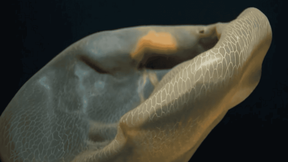 This Jellyfish Shape Shifts in the Ocean Depths