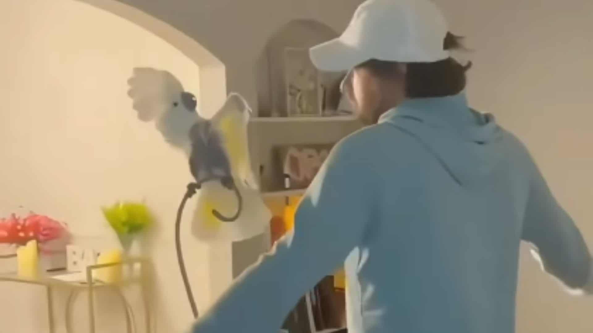 Depressed Cockatoo Beats The Blues Through Owner’s Epic Dance Routine ...