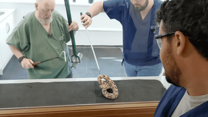 How Snake Venom Extraction Works - Animals Around The Globe