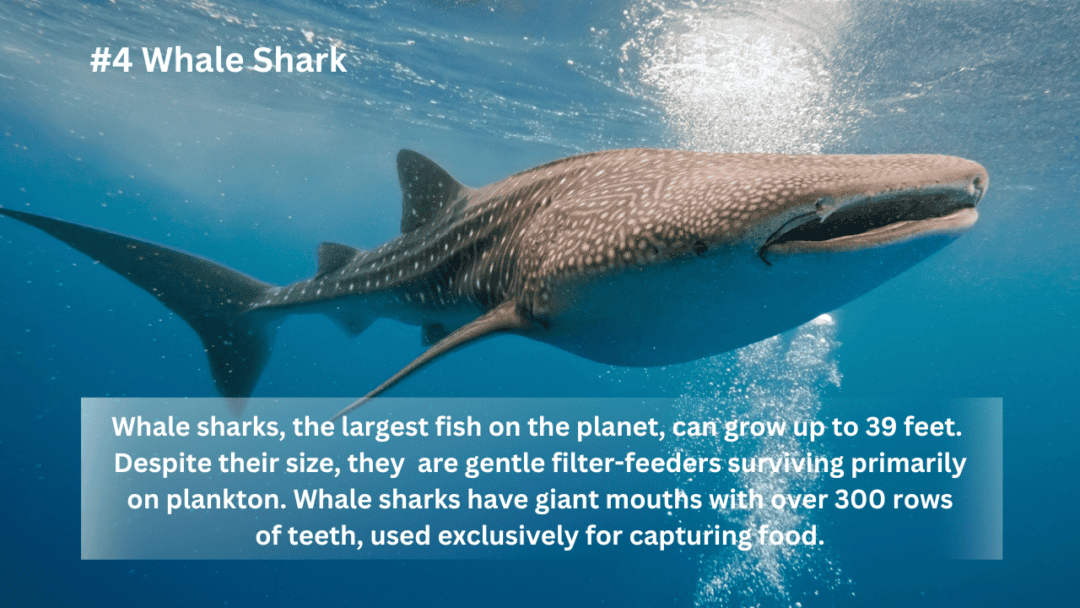 17 Rare Sharks Some of Which You Might Not Have Heard of Before ...