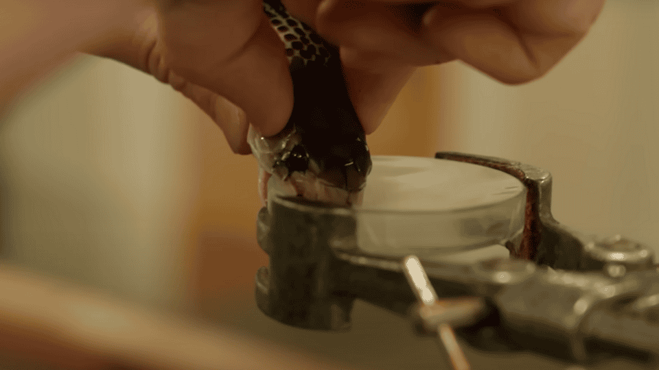 How Snake Venom Extraction Works - Animals Around The Globe
