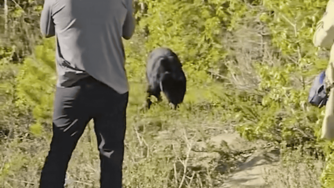 What Not To Do Near Bears In Canadian Rockies - Animals Around The Globe