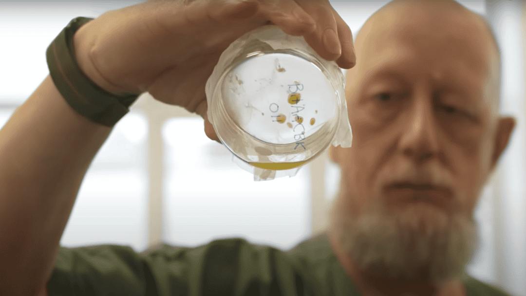 How Snake Venom Extraction Works - Animals Around The Globe