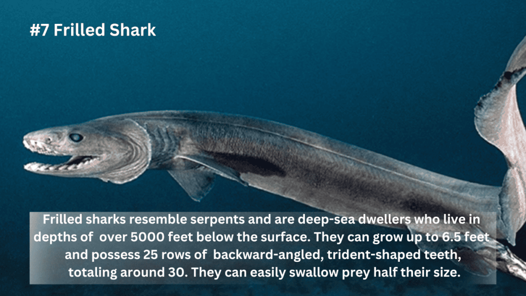 17 Rare Sharks Some of Which You Might Not Have Heard of Before ...