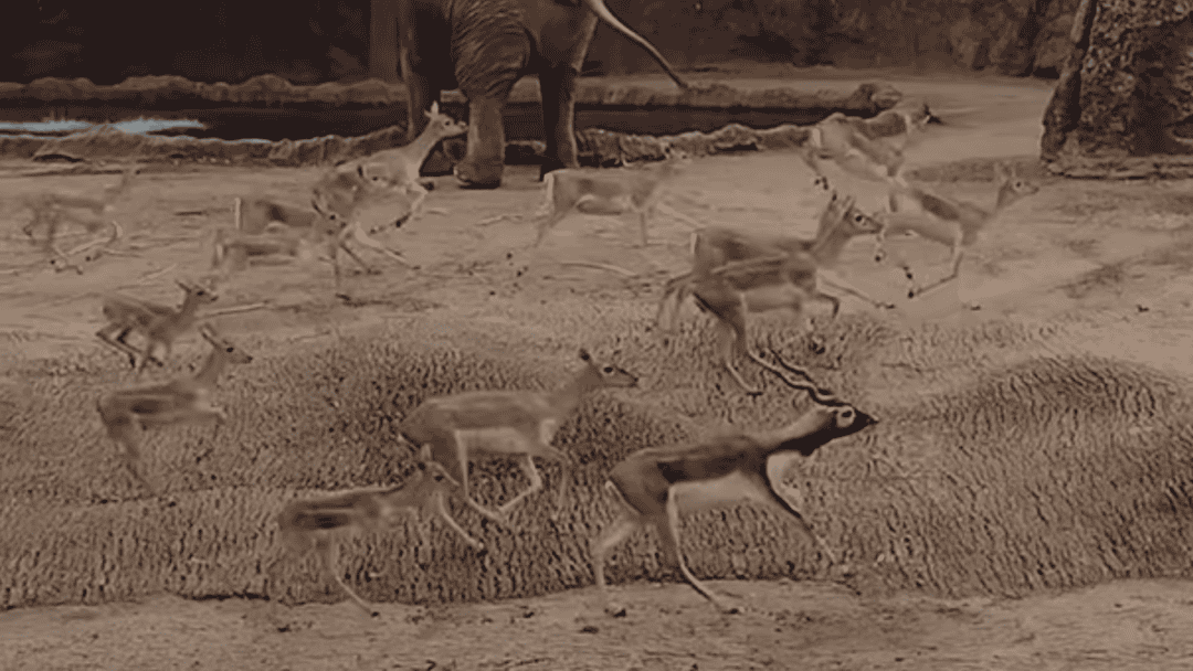 Hero Elephant Sounds Alarm to Save Drowning Antelope - Animals Around ...