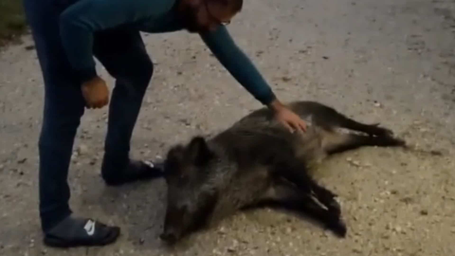 Wild Boar Charges In... For Belly Rubs?! - Animals Around The Globe