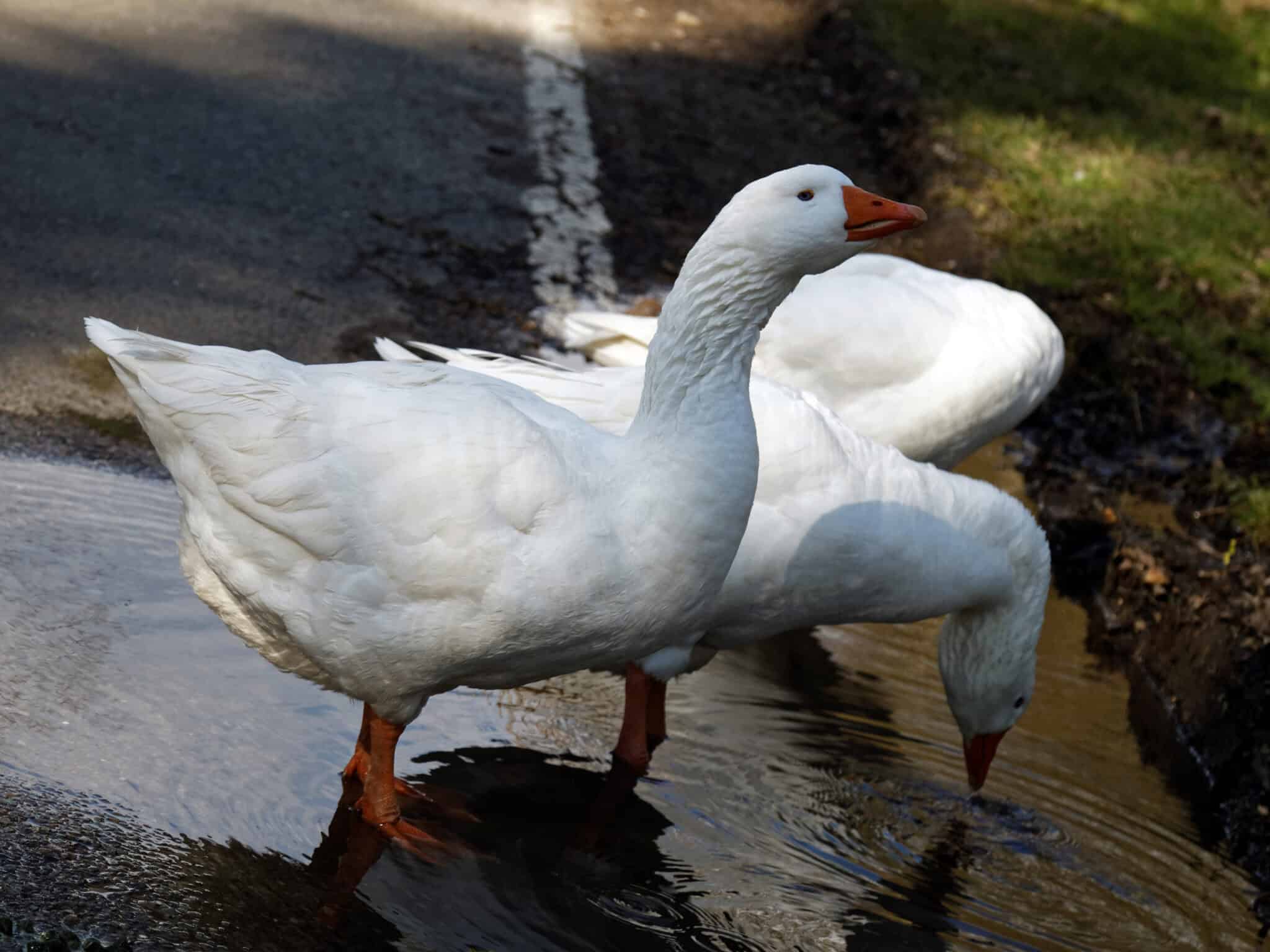 Father Goose, The Man Who Taught Geese to Fly Beside Him in an ...