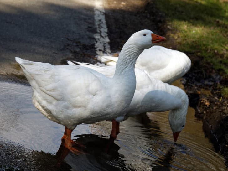 Father Goose, The Man Who Taught Geese to Fly Beside Him in an ...