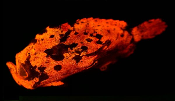 Glow-in-the-Dark Sharks and Other Fascinating Bioluminescent Fish ...