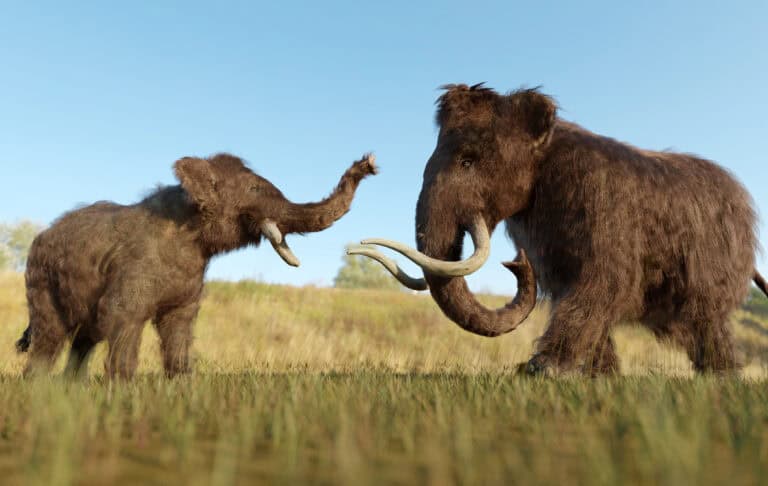 The Legendary Woolly Mammoth: A Giant of the Ice Age - Animals Around ...