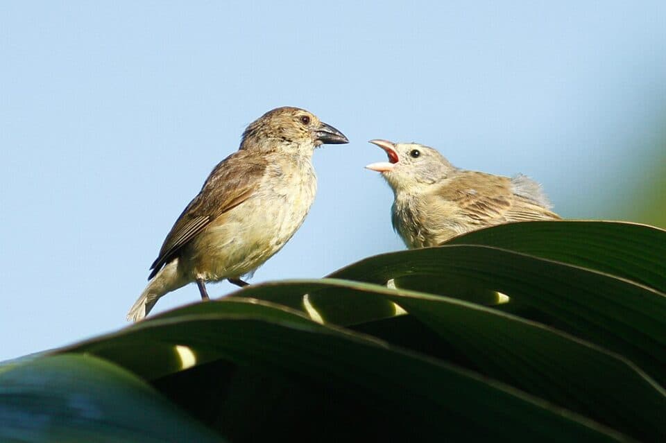 This Bird Drinks Blood Like a Vampire, But It’s Not a Predator
