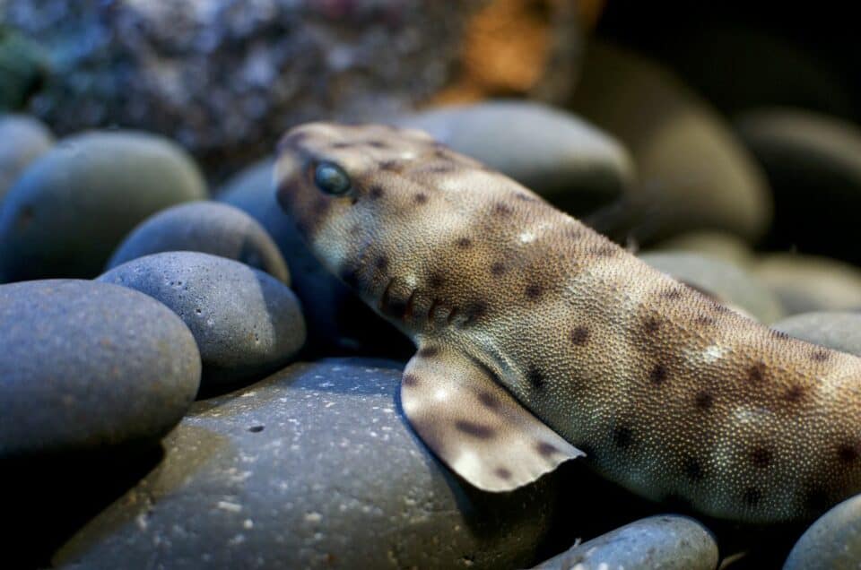 Glow-in-the-Dark Sharks and Other Fascinating Bioluminescent Fish ...