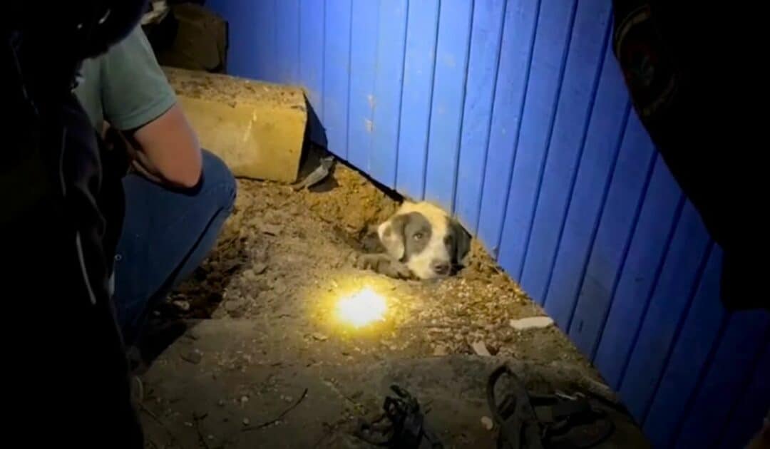 News Reporter Takes Matter in Own Hands and Rescues Dog Stuck ...