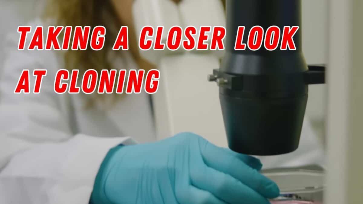 Taking A Closer Look Inside The Growing Business of Pet Cloning ...