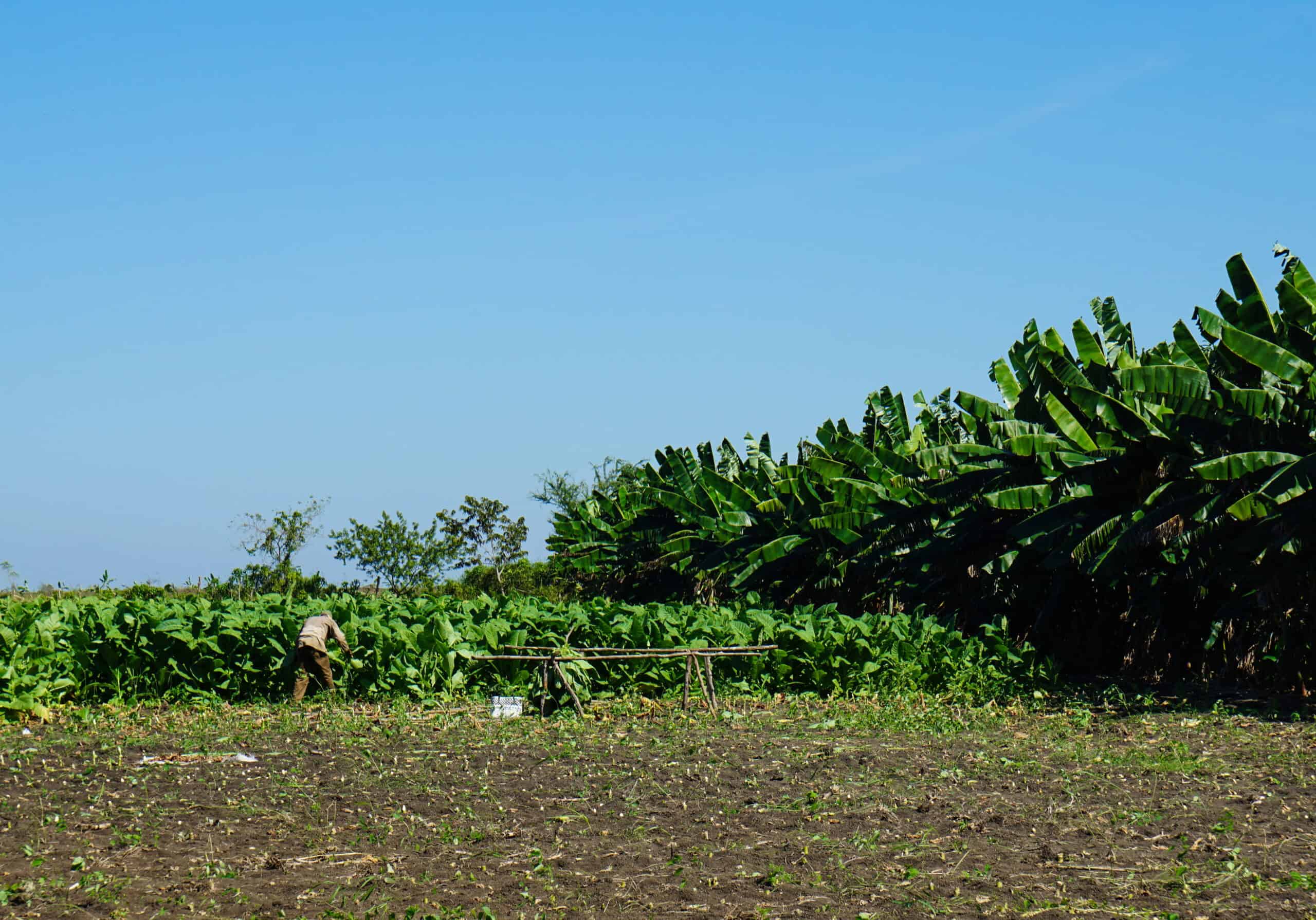 Cocoa Traders Risk Losing Billions to Ghana’s Infected Crops - Animals ...