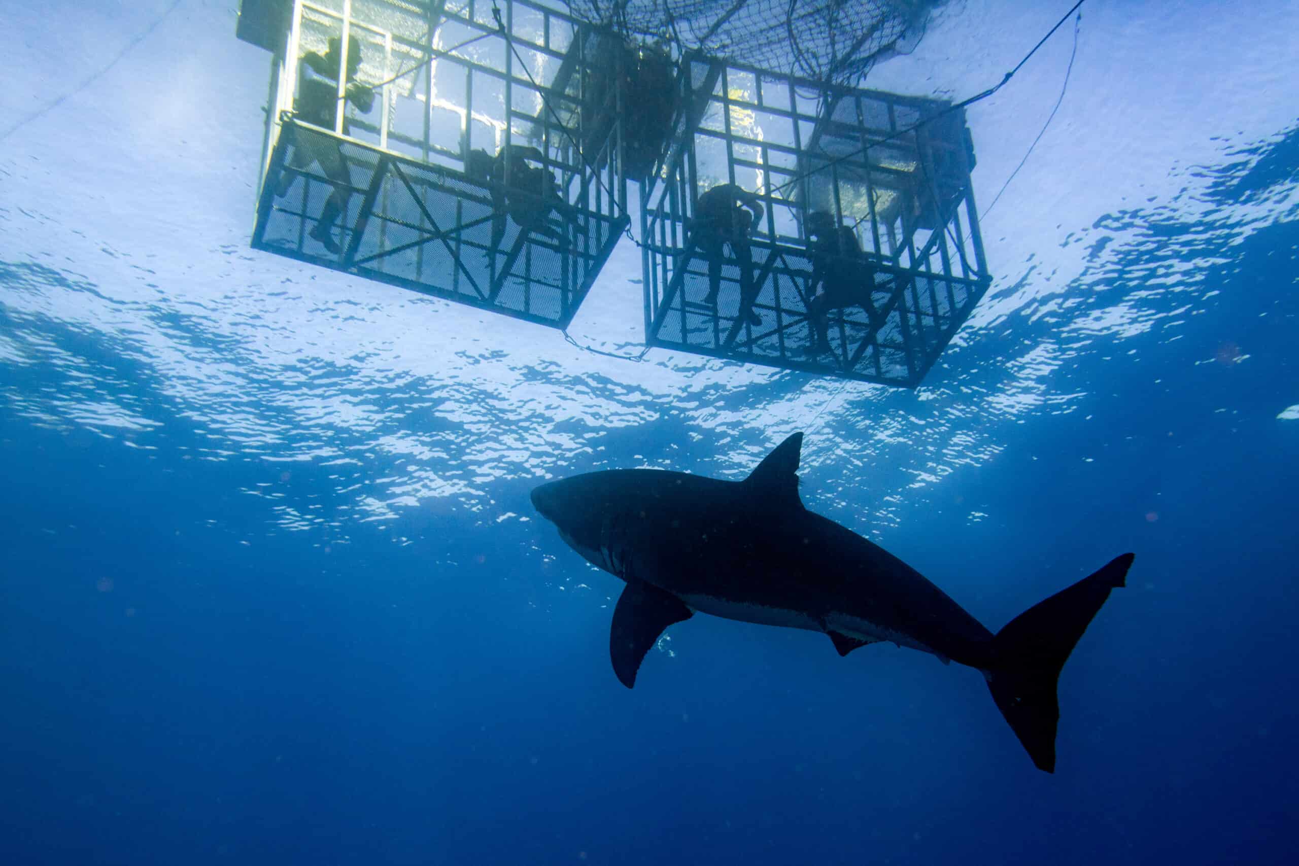 Why Great White Sharks Steer Clear of New Jersey’s Coastline - Animals ...