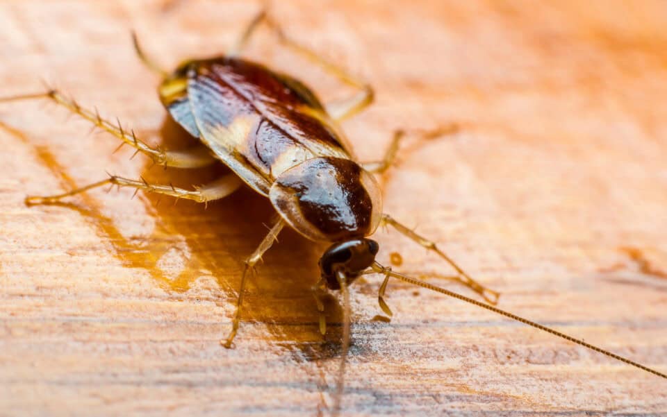 12 Wild Animals That Can Survive Nuclear Radiation - Animals Around The ...