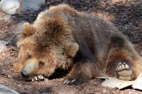11 Million Year Old Giant Panda Ancestor Discovered In Germany
