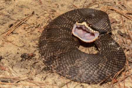 This Snake Plays Dead When It Feels Threatened - Animals Around The Globe