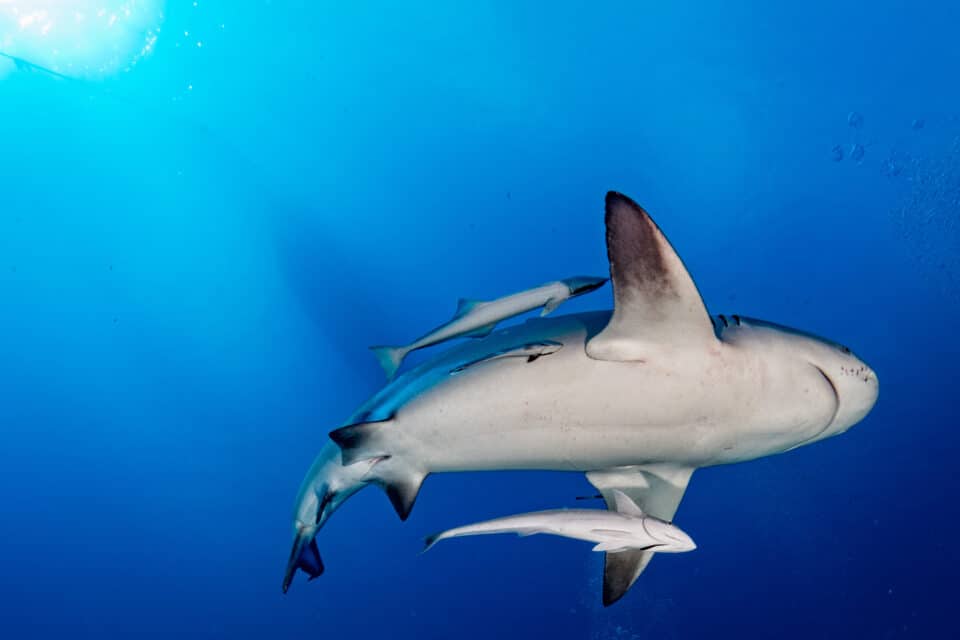Why Bull Sharks Are Swimming Up U.S. Freshwater Streams