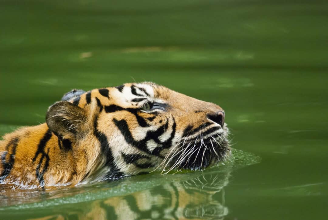 Malayan Tiger on the Brink of Extinction: Alarm as Deaths Rise ...