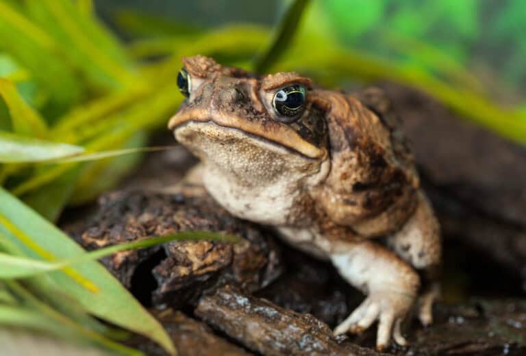45 of the Newest Animal Species Discovered in 2024 - Animals Around The ...