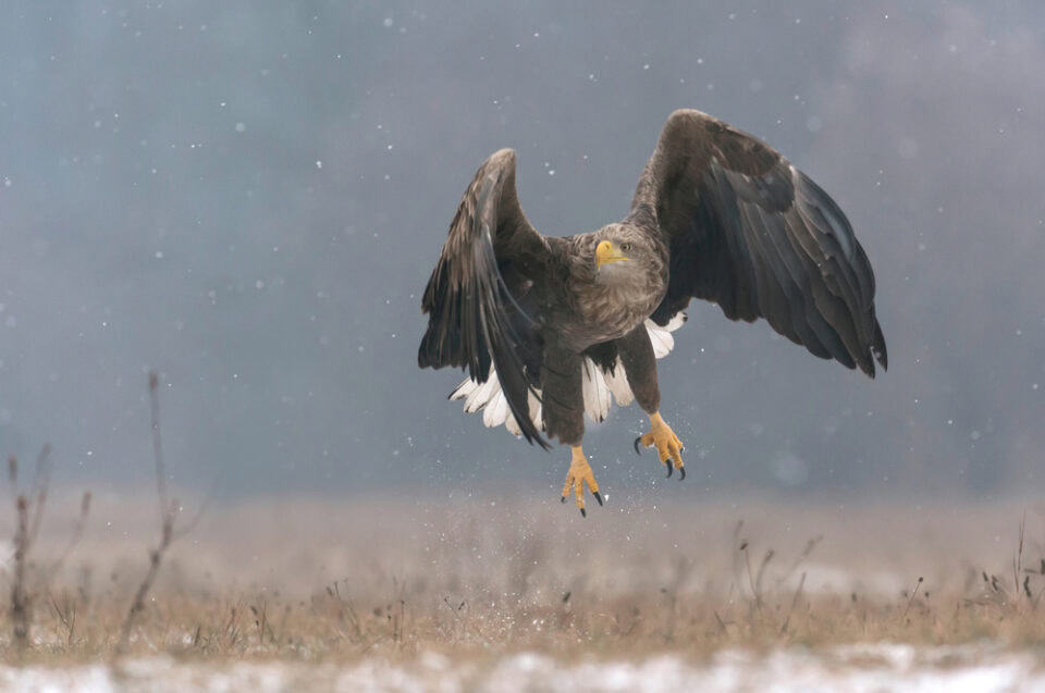Conservationists Stunned After Spotting Eagle Species for First Time in ...