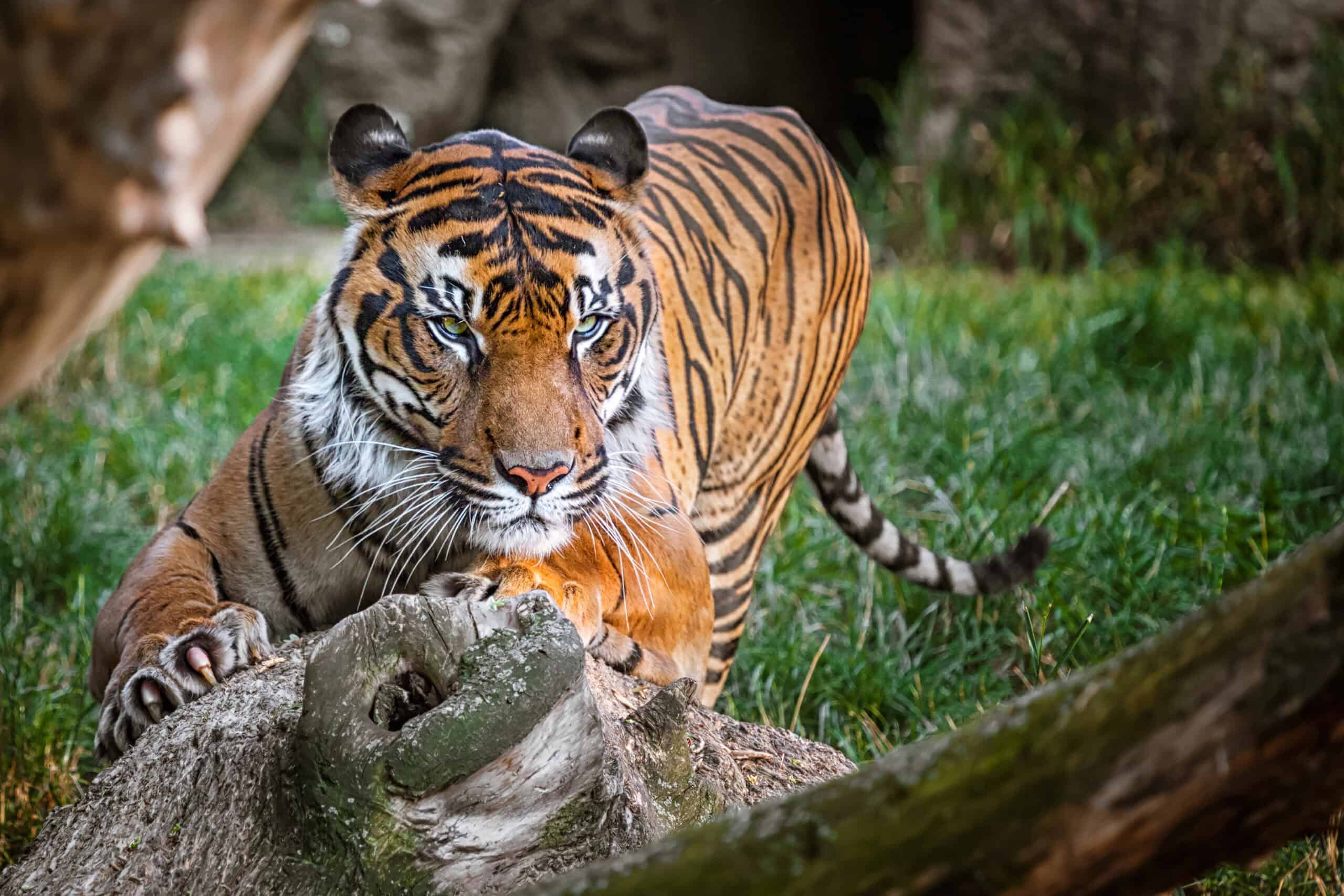 Malayan Tiger on the Brink of Extinction: Alarm as Deaths Rise ...