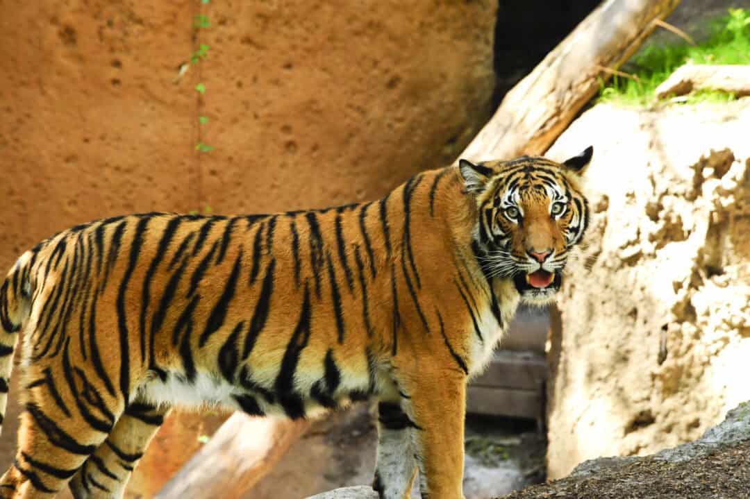 Malayan Tiger on the Brink of Extinction: Alarm as Deaths Rise ...