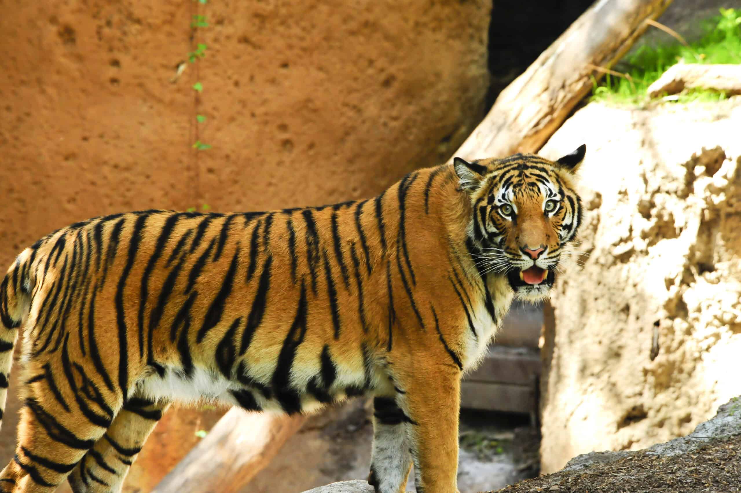Malayan Tiger on the Brink of Extinction: Alarm as Deaths Rise ...