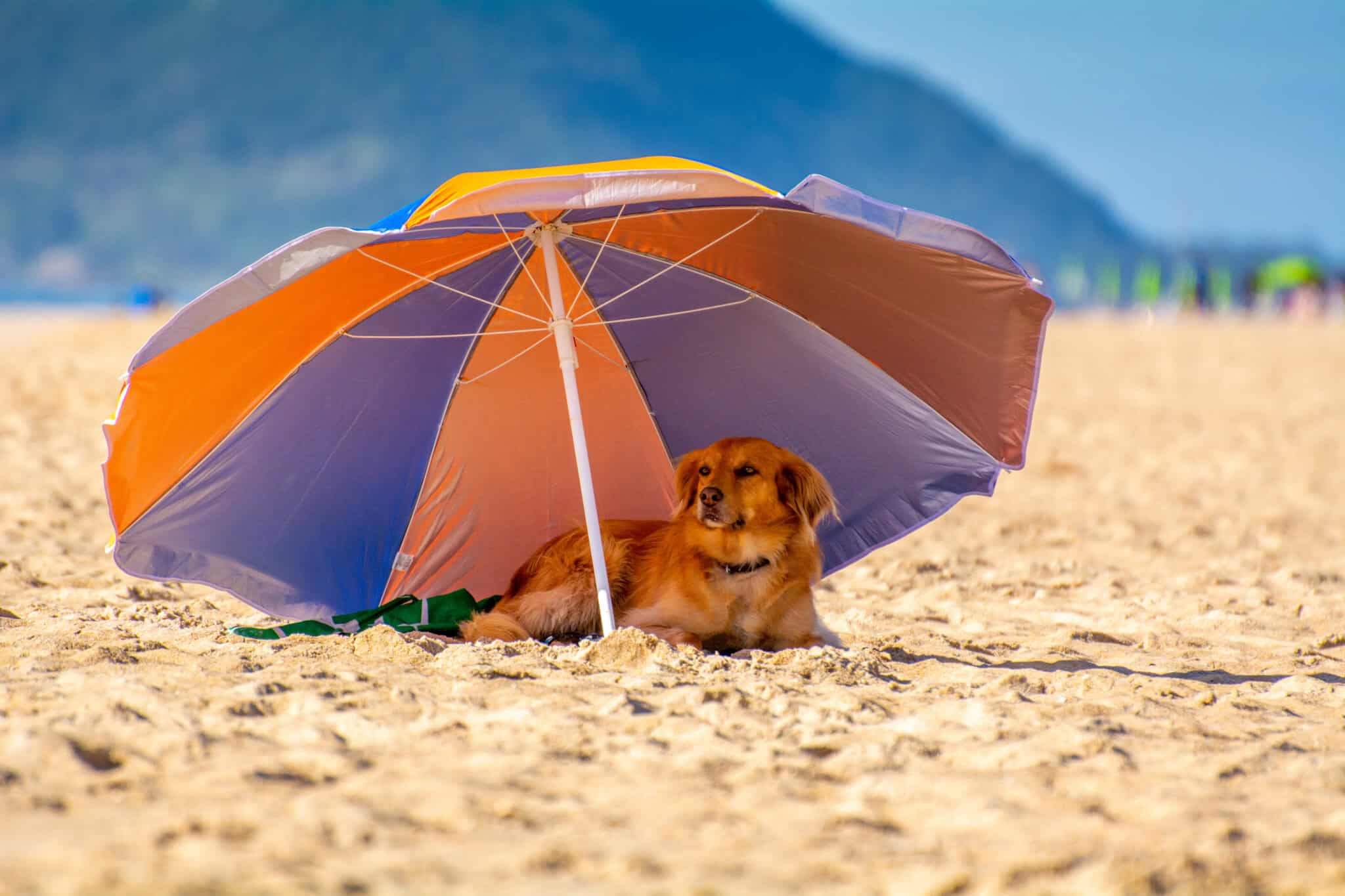 13 Tips To Surviving Australia’s Scorching Heat - Animals Around The Globe