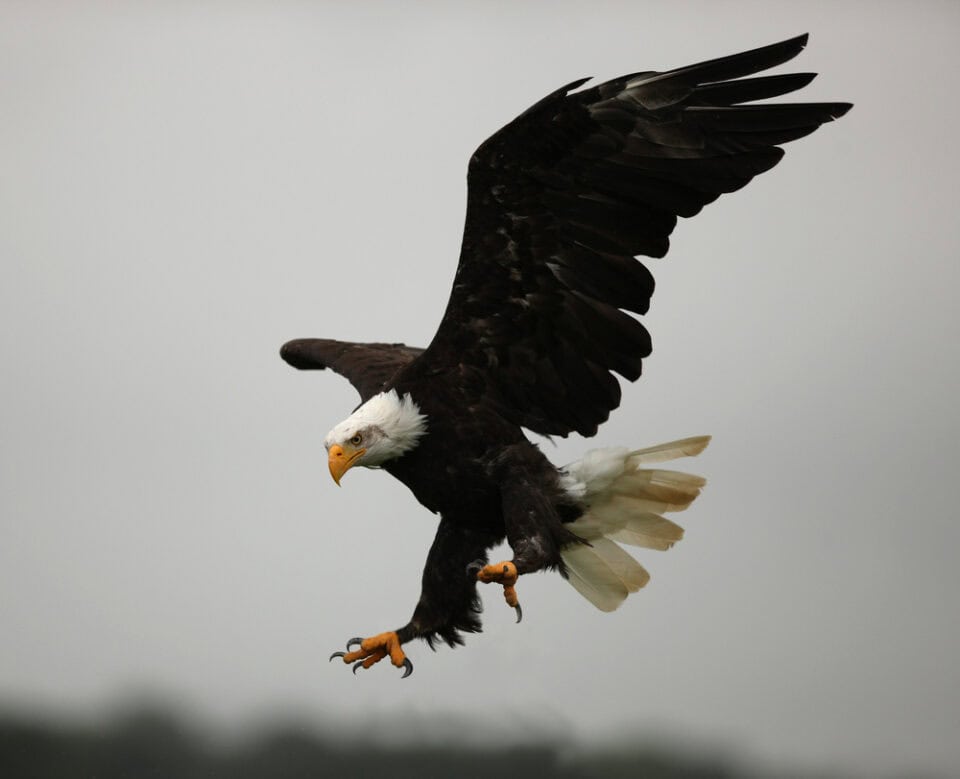 Astonishing Truth Behind An Eagles Undeniable Strength