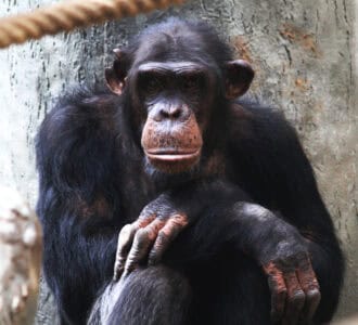 The Largest Chimpanzee Ever Recorded - Animals Around The Globe