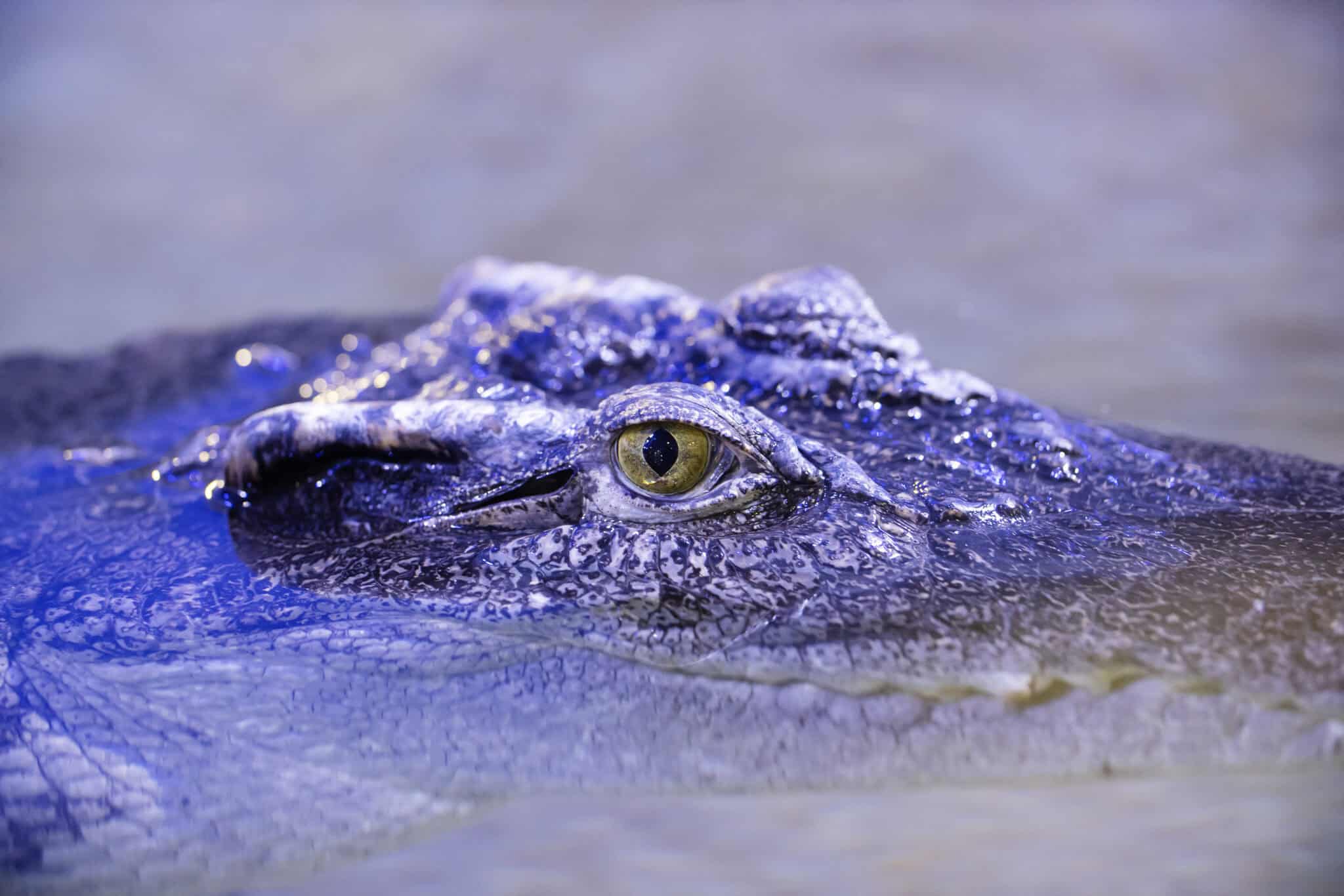 Top 10 Animals and Wildlife in Thailand - Animals Around The Globe