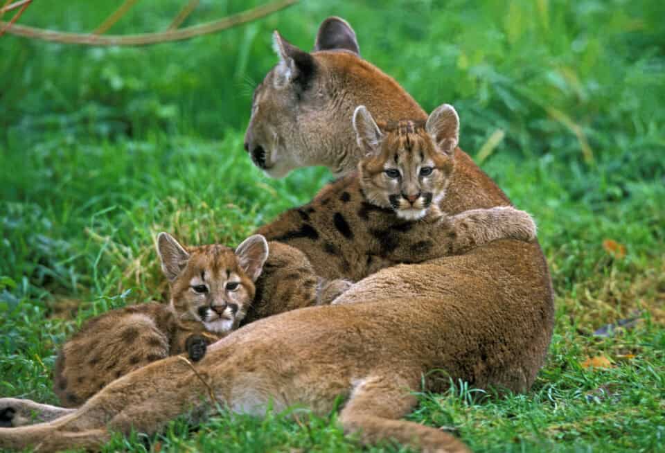 Animals and Wildlife in Wyoming - Animals Around The Globe