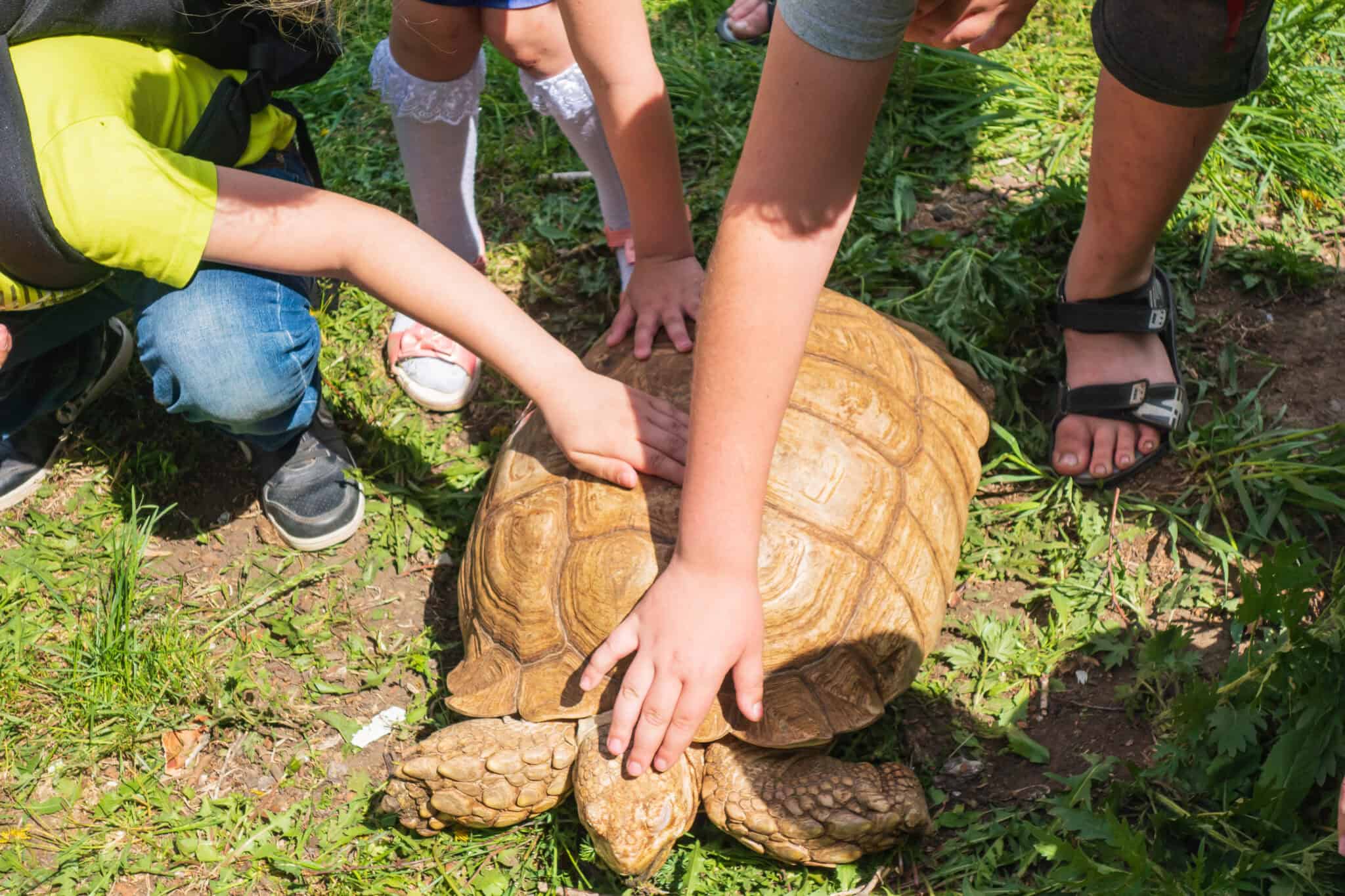 Painted turtle shells? Discover why it's a bad idea.