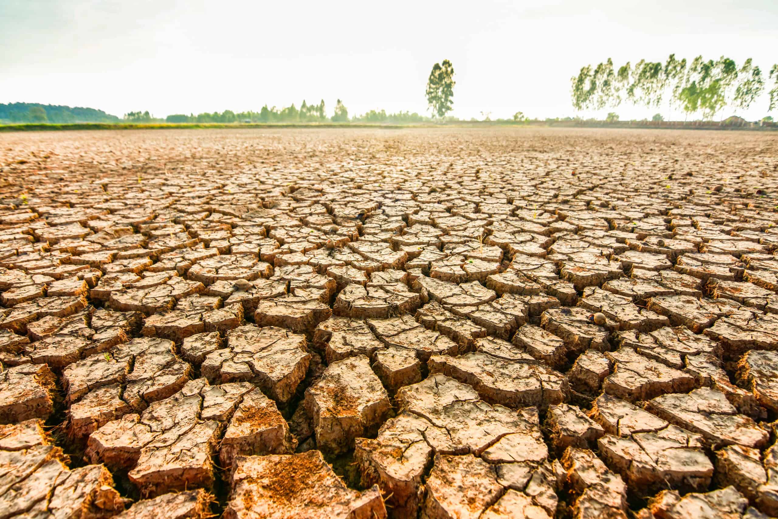 Understanding the Importance of Water Conservation - Animals Around The ...