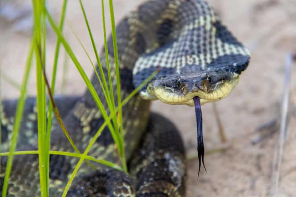 This Snake Plays Dead When It Feels Threatened - Animals Around The Globe