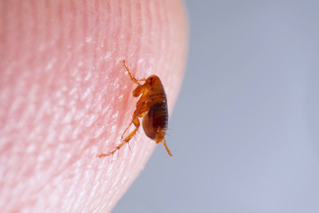 Symbiosis and Parasitism: Relationships in Nature - Animals Around The ...