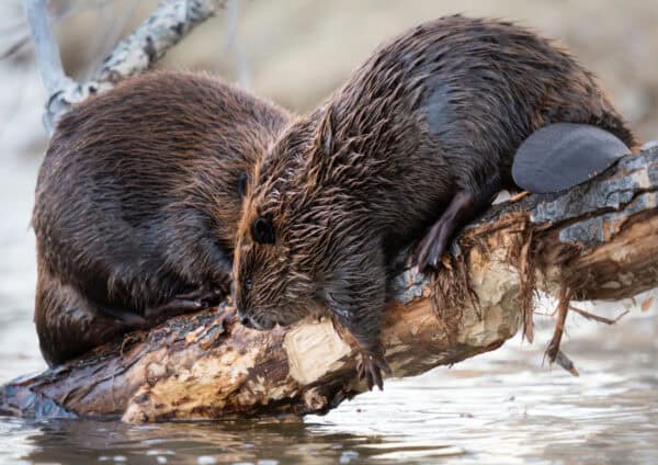 How Beavers Are Shaping Entire Ecosystems Across North America