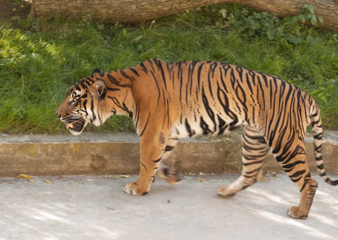 Malayan Tiger on the Brink of Extinction: Alarm as Deaths Rise ...