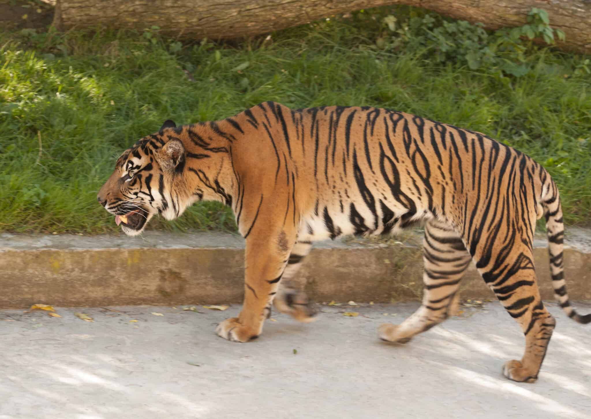 Malayan Tiger on the Brink of Extinction: Alarm as Deaths Rise ...
