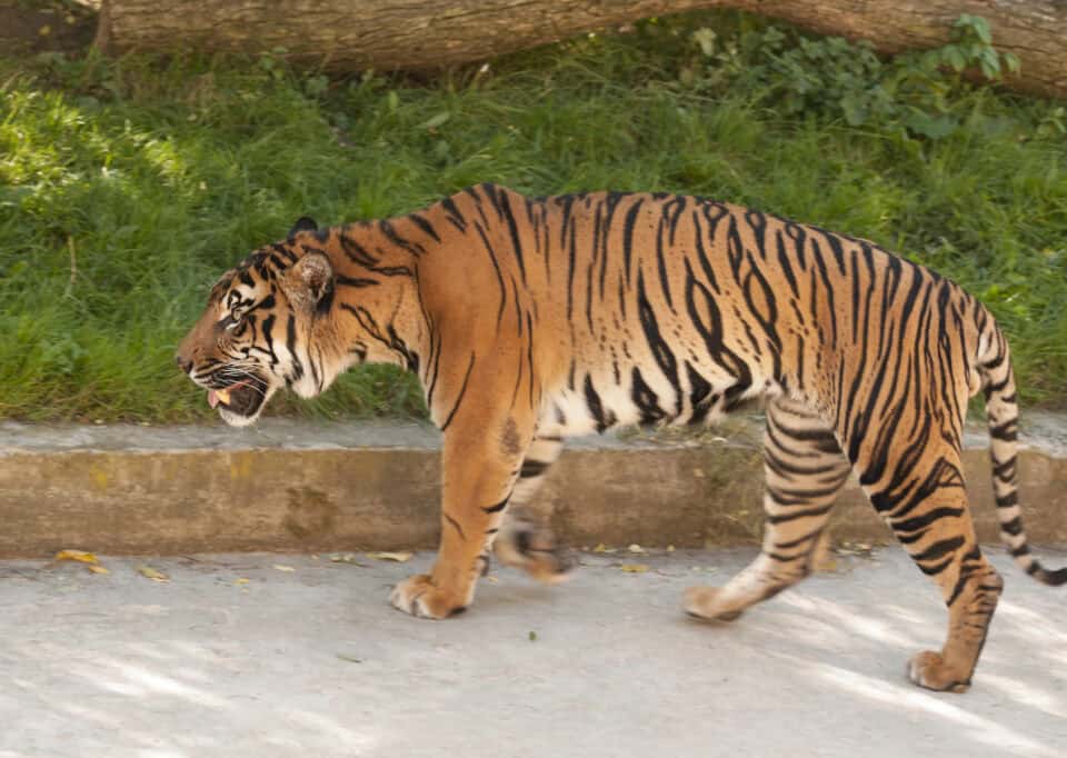 Malayan Tiger on the Brink of Extinction: Alarm as Deaths Rise ...