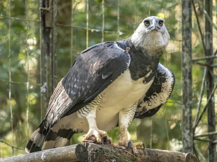 The Harpy Eagle’s Talons Are Stronger Than a Bear’s Claws - Animals ...