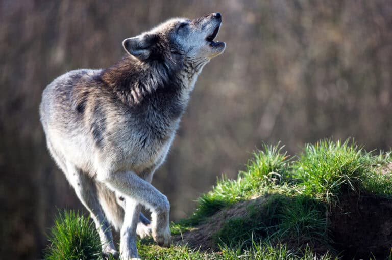 These US States Have Wild Wolves - Animals Around The Globe