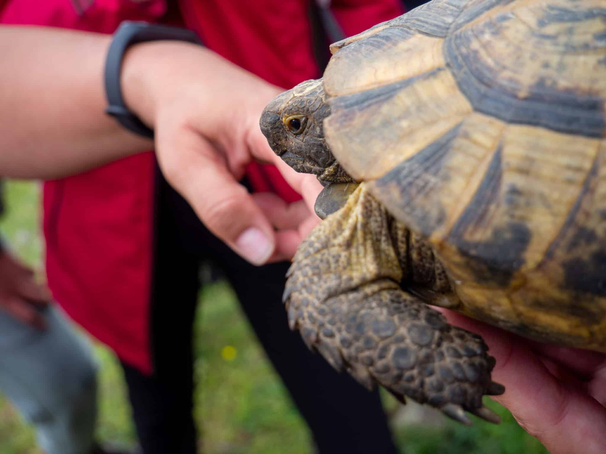 Painted turtle shells? Discover why it's a bad idea.