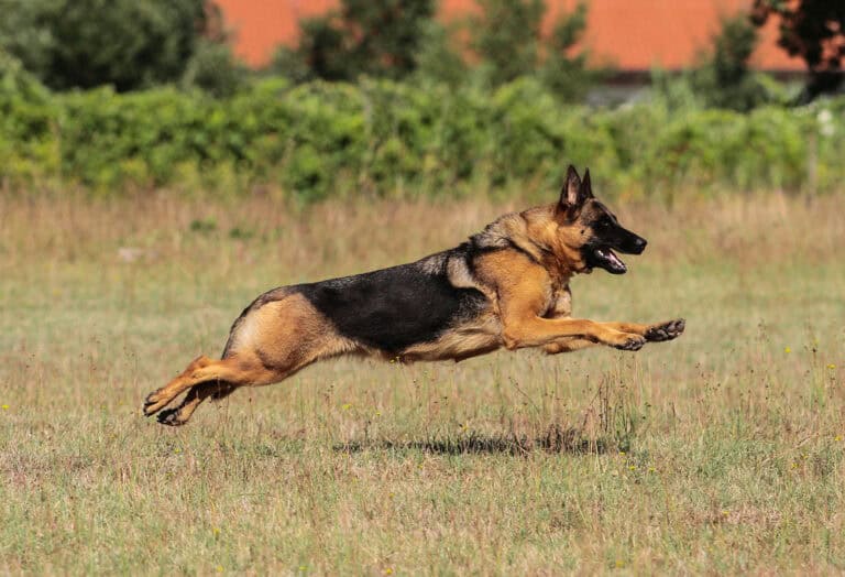 15 Powerful Guard Dog Breeds to Protect Your Home - Animals Around The ...